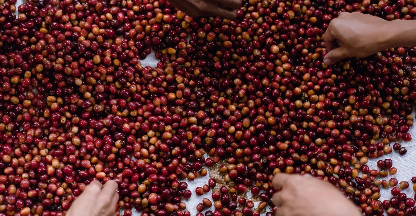 Specialty Coffee Beans UAE | Fresh Roast | CMI – Online Shopping